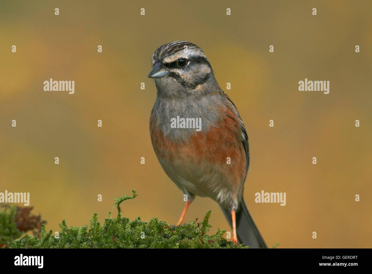 Rock Bunting (Emberiza cia), Benalmadena, Malaga, Andalusia, Spain ...