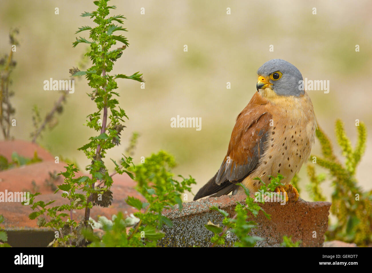Lesser Kestrel (Falco naumanni), Andalusia, Spain, Europe Stock Photo ...