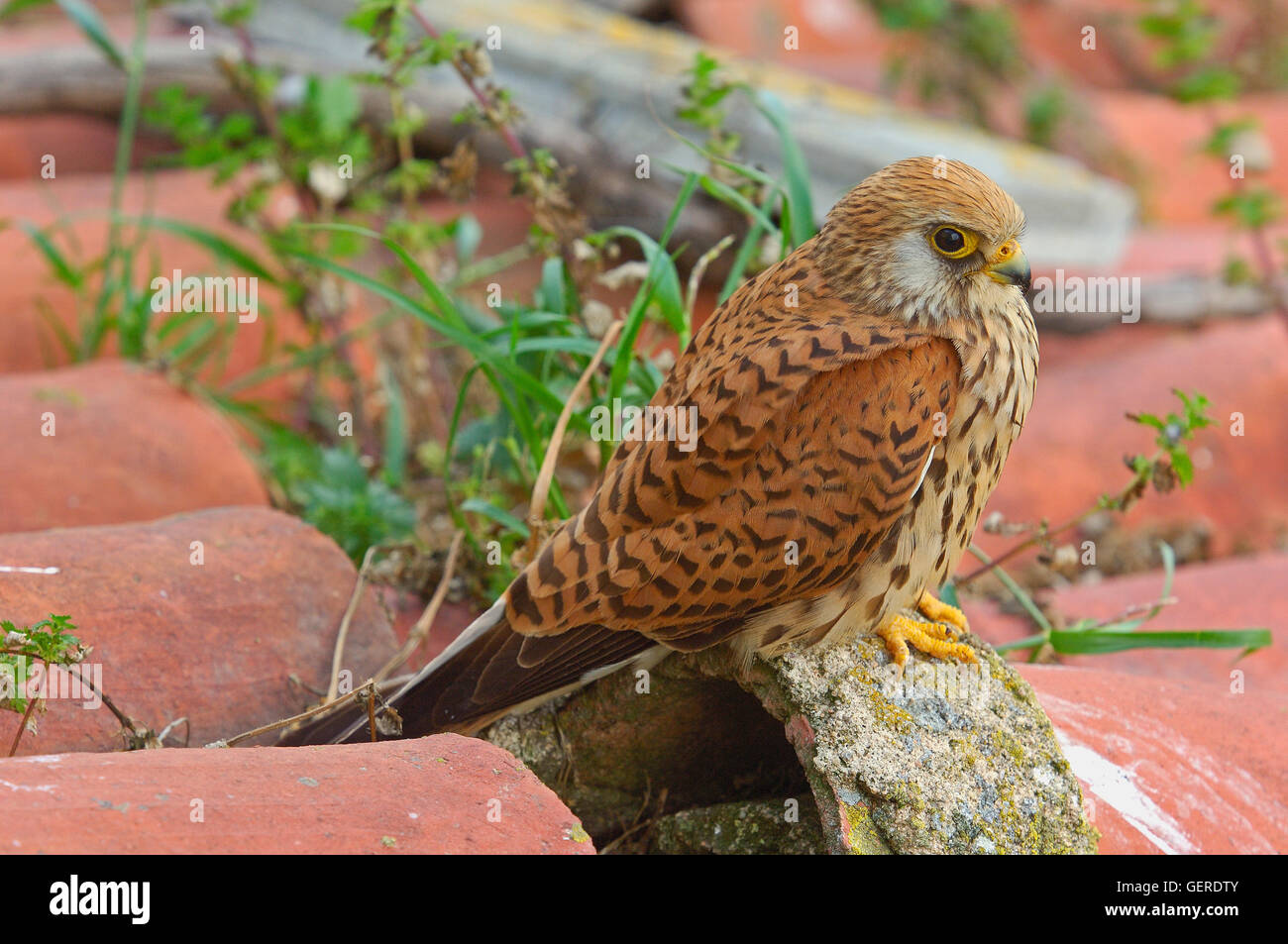 Lesser Kestrel (Falco naumanni), Andalusia, Spain, Europe Stock Photo ...