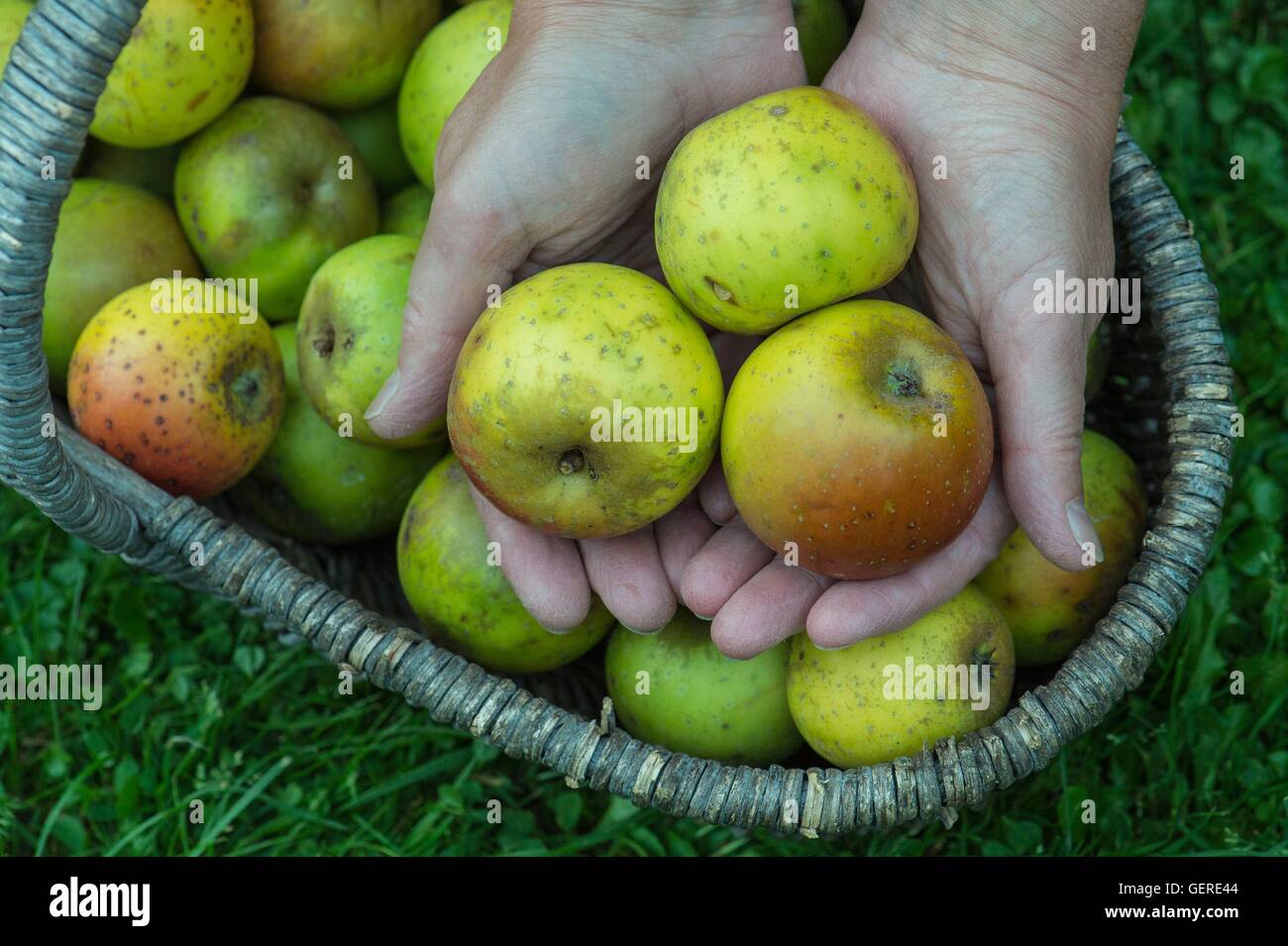 Apfelernte, Aepfel, Niedersachsen, Deutschland Stock Photo - Alamy