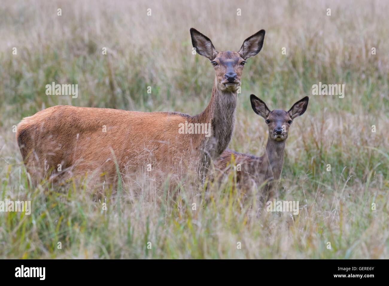 Rothirsch, Weibchen und Jungtier, Daenemark (Cervus elaphus Stock Photo ...