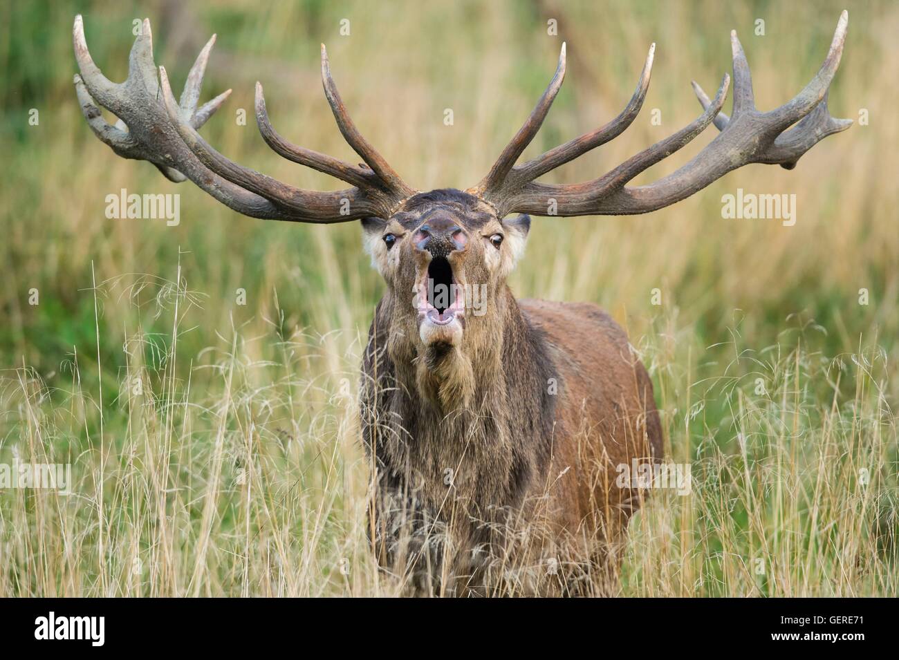 Roehrender Rothirsch in der Brunft, Daenemark (Cervus elaphus Stock ...