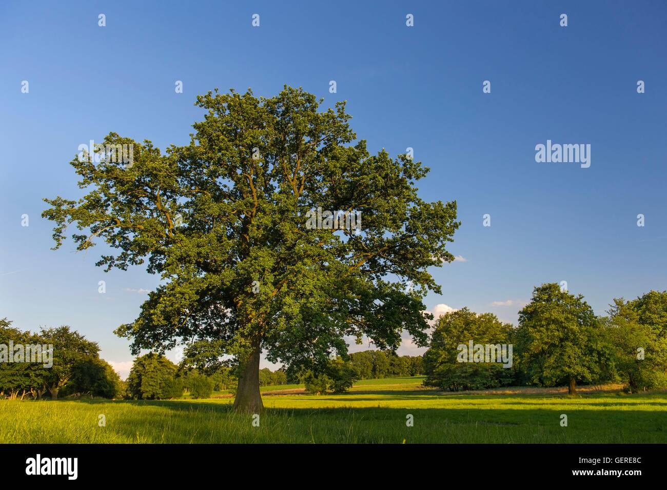 Steinfeld germany hi-res stock photography and images - Alamy