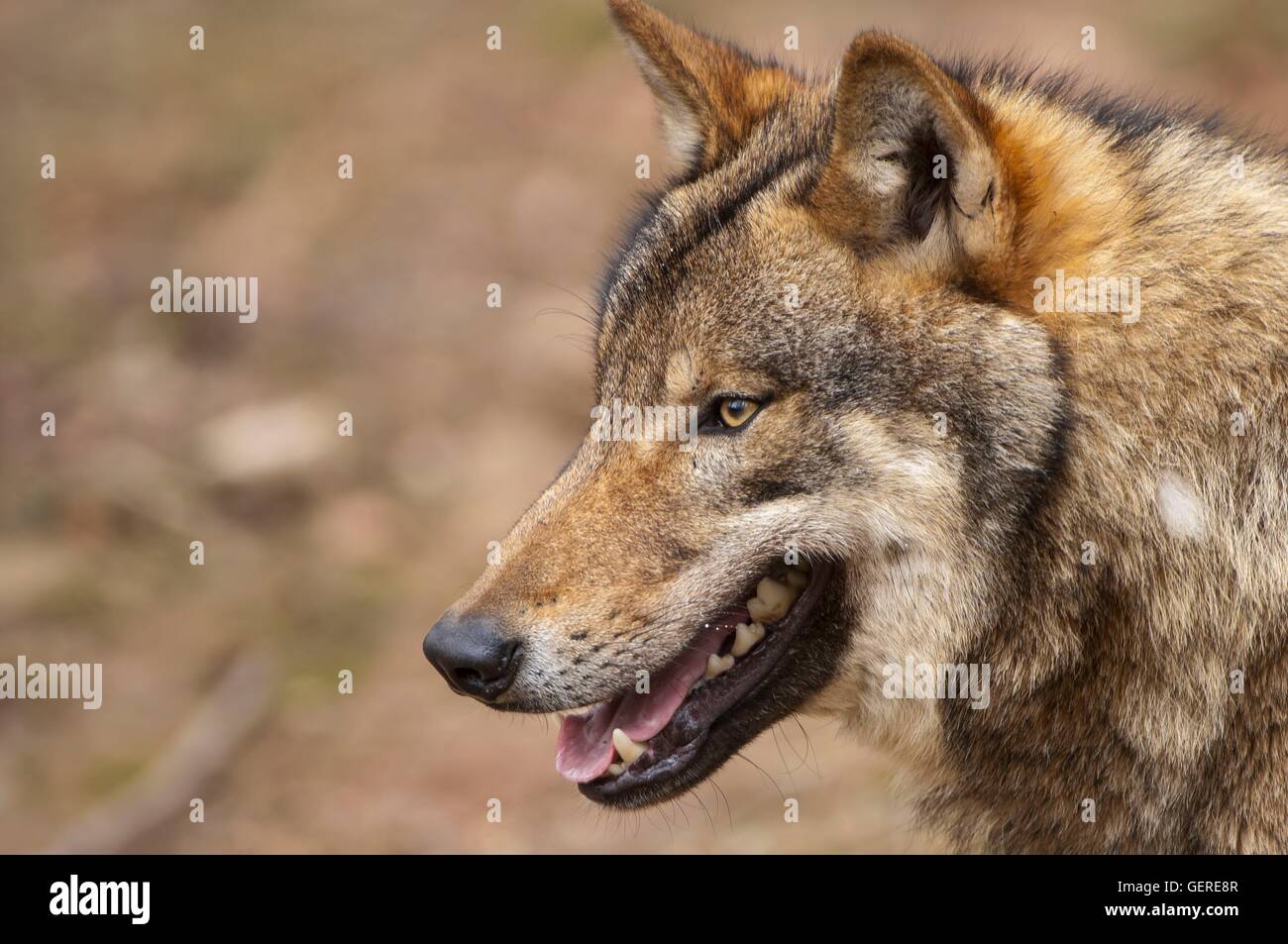 Wolf, Canis lupus Stock Photo - Alamy
