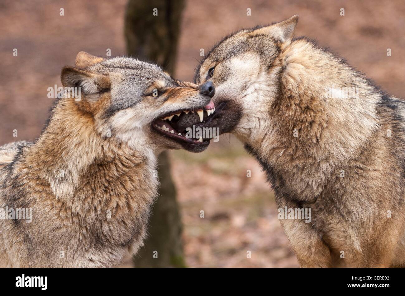 Wolf, Canis lupus Stock Photo - Alamy