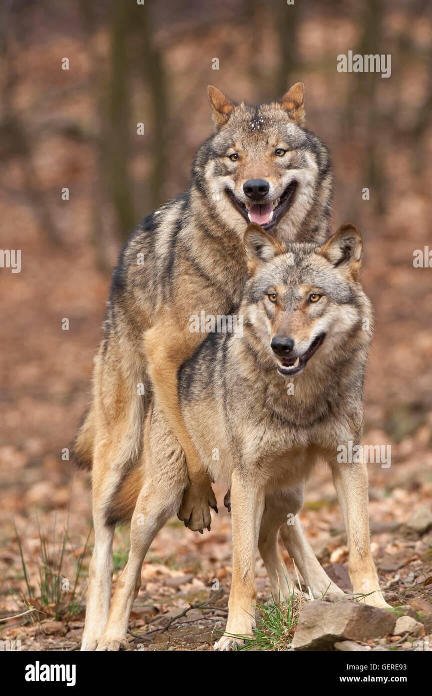 Wolf, Canis lupus Stock Photo - Alamy