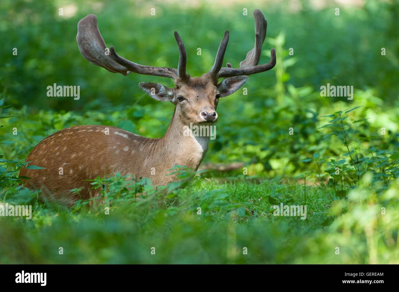 Damhrisch im Bast, Niedersachsen, Deutschland (Dama dama Stock Photo ...