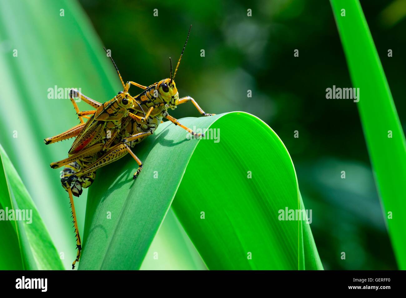 Eastern Lubber Grasshopper Spring Hill botanical garden,Florida Stock ...