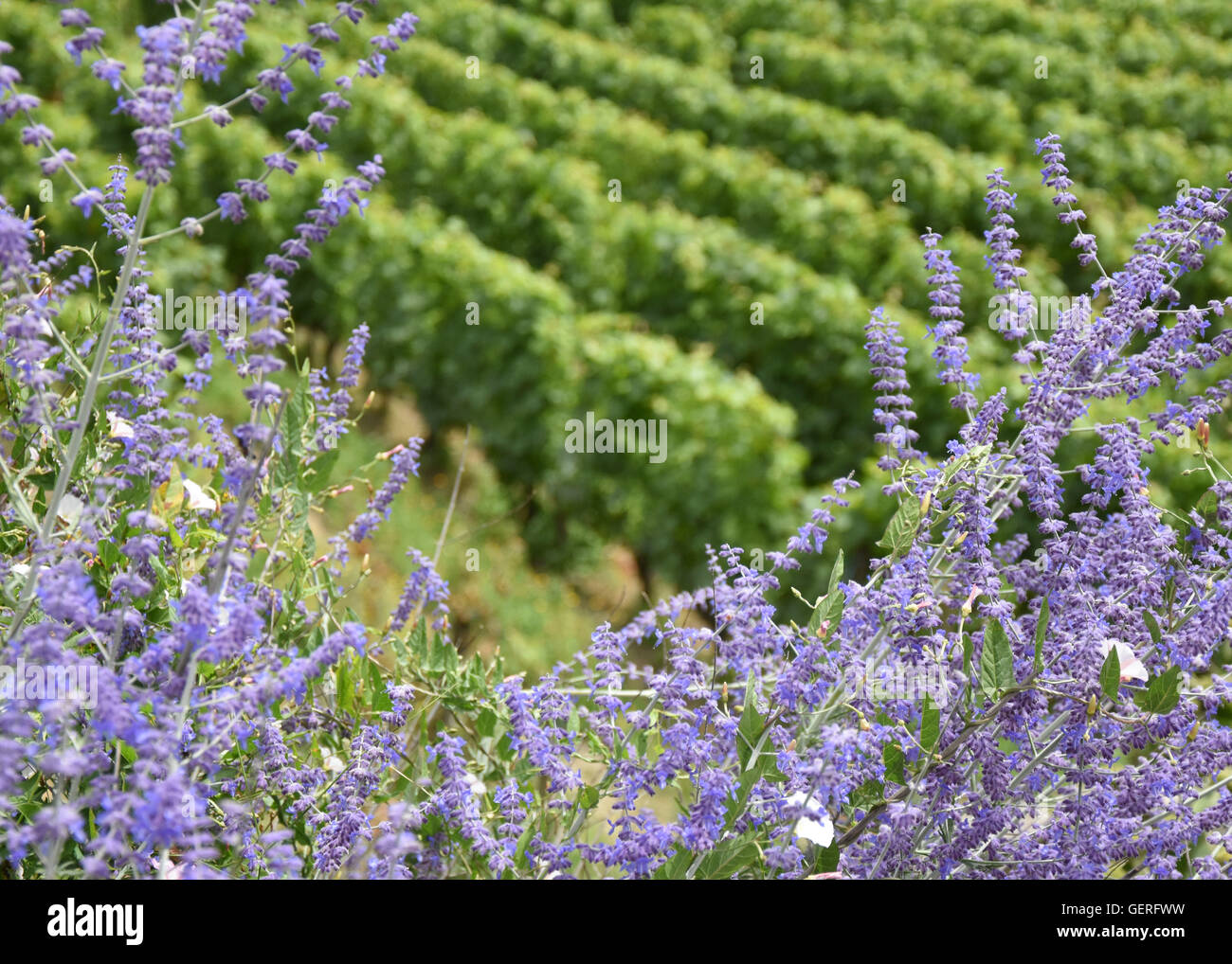 Vineyard flowers bordeaux hi-res stock photography and images - Alamy