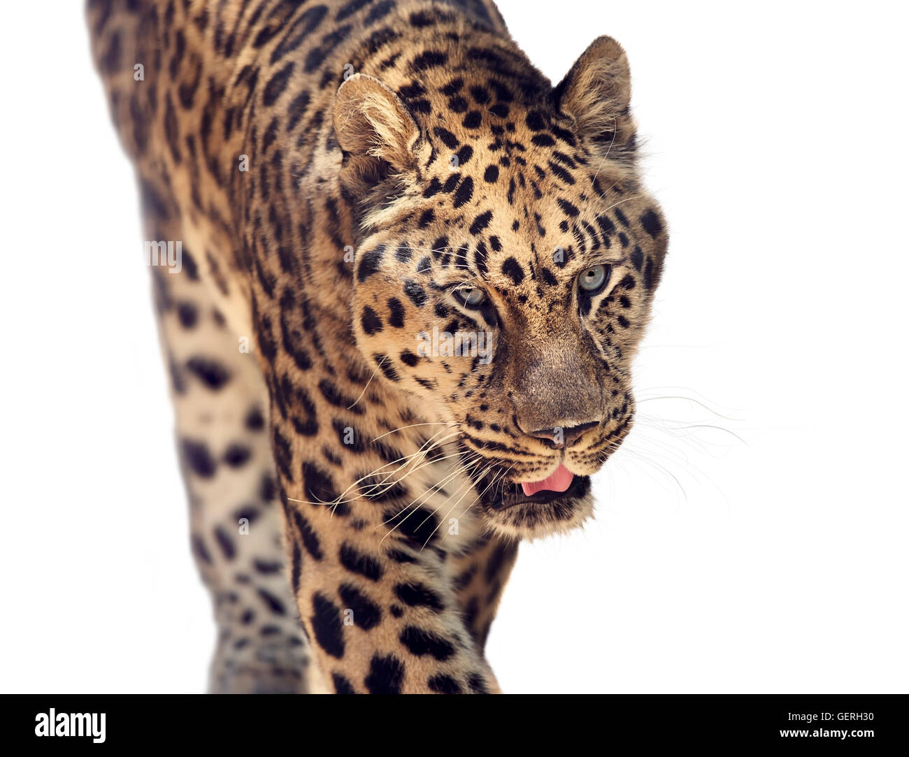 Portrait of Walking Leopard isolated on white background Stock Photo ...
