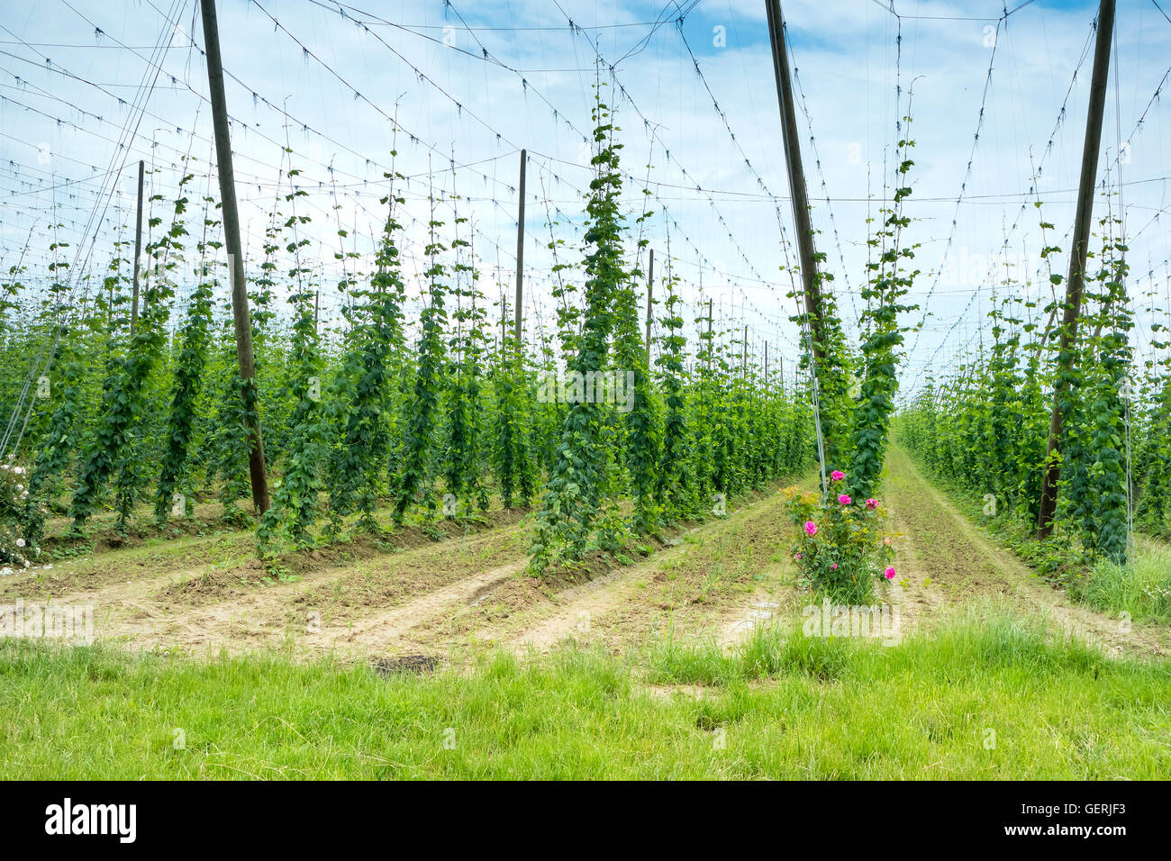 Bine plant hi-res stock photography and images - Alamy