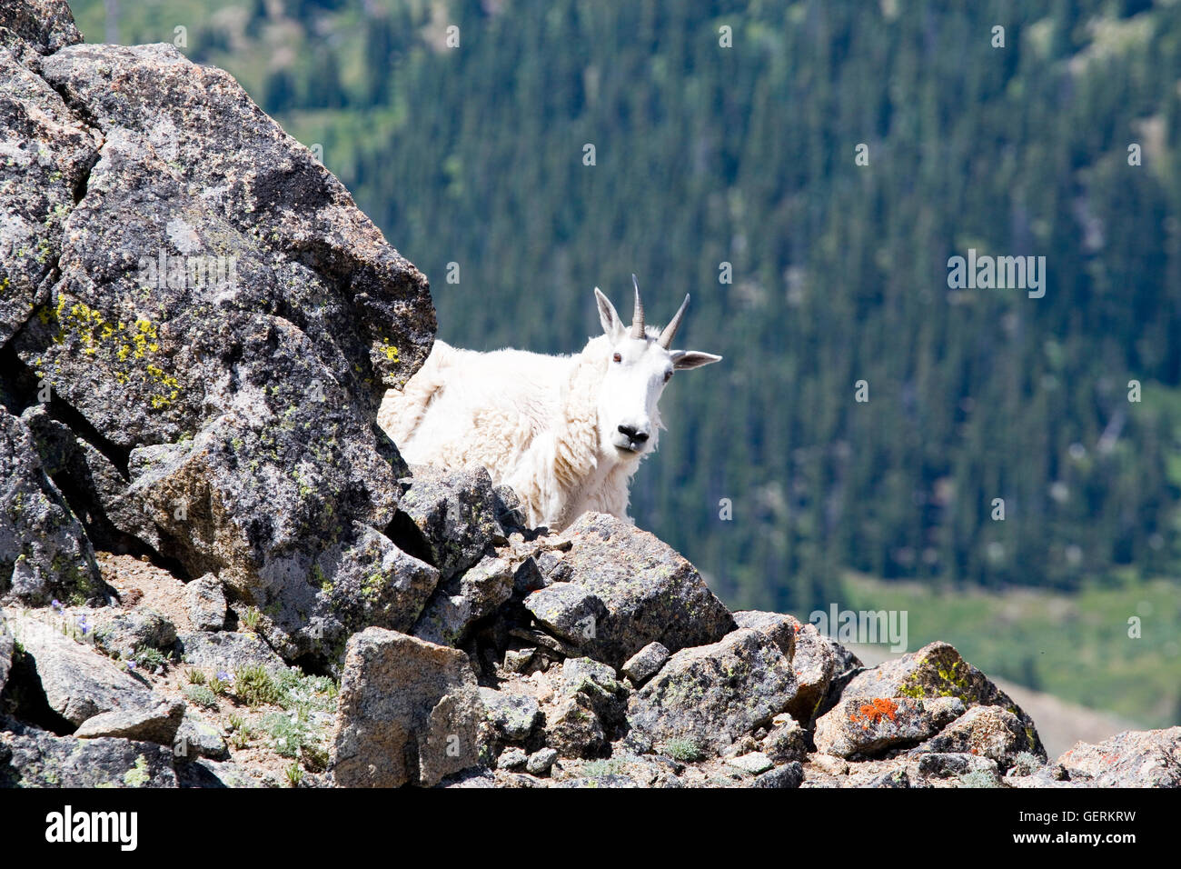 Mountain Goat on the Summit of Mount Massive Stock Photo - Alamy