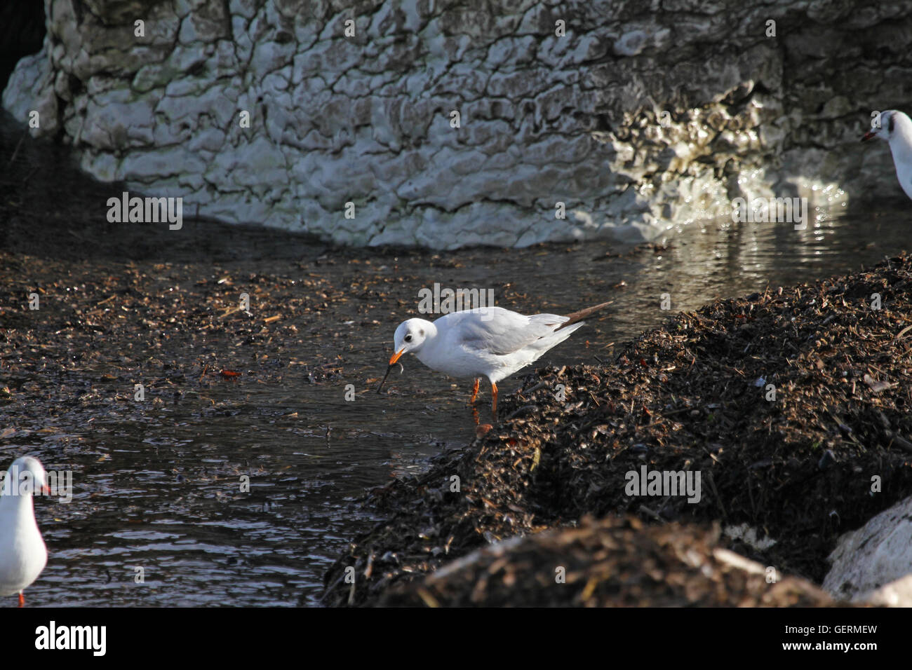 Mediterranean gull or black headed gull feeding and pulling worms from ...