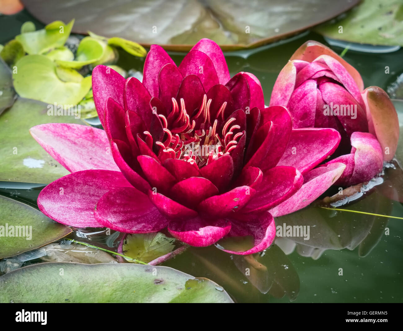 Red lilac water lily in hi-res stock photography and images - Alamy