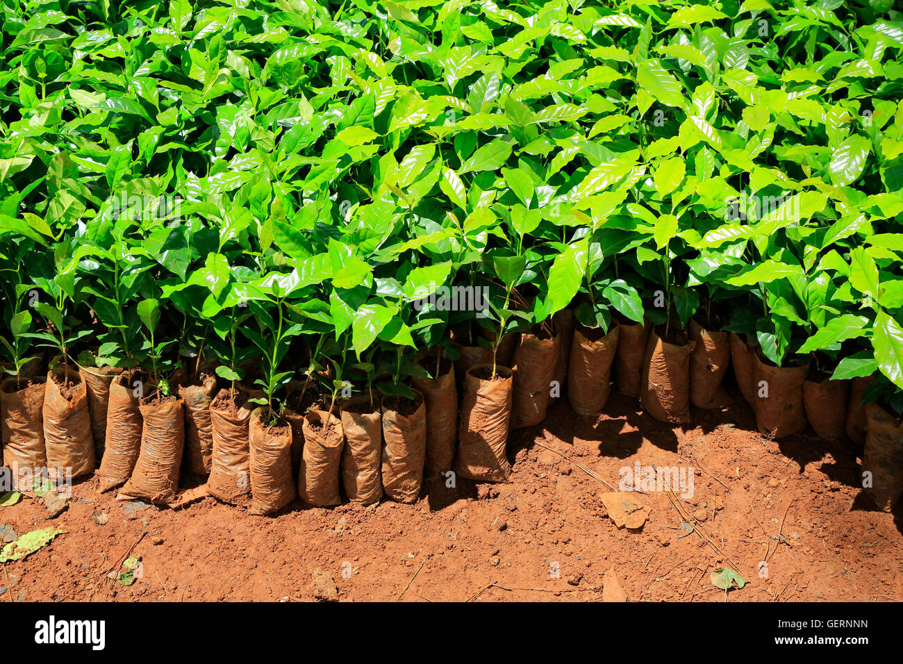 Young coffee tree nursery plantation Stock Photo - Alamy