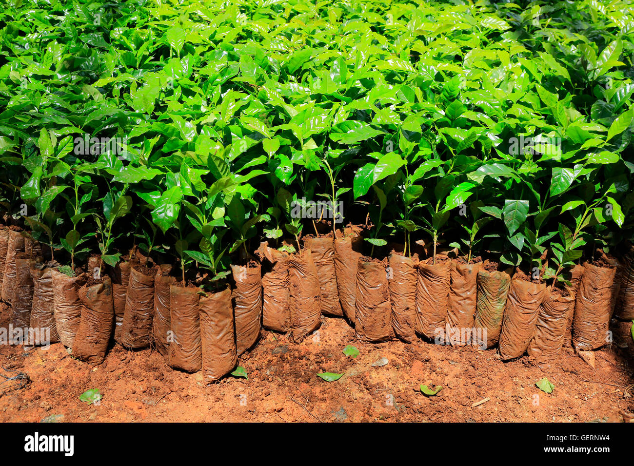 Young coffee tree nursery plantation Stock Photo - Alamy
