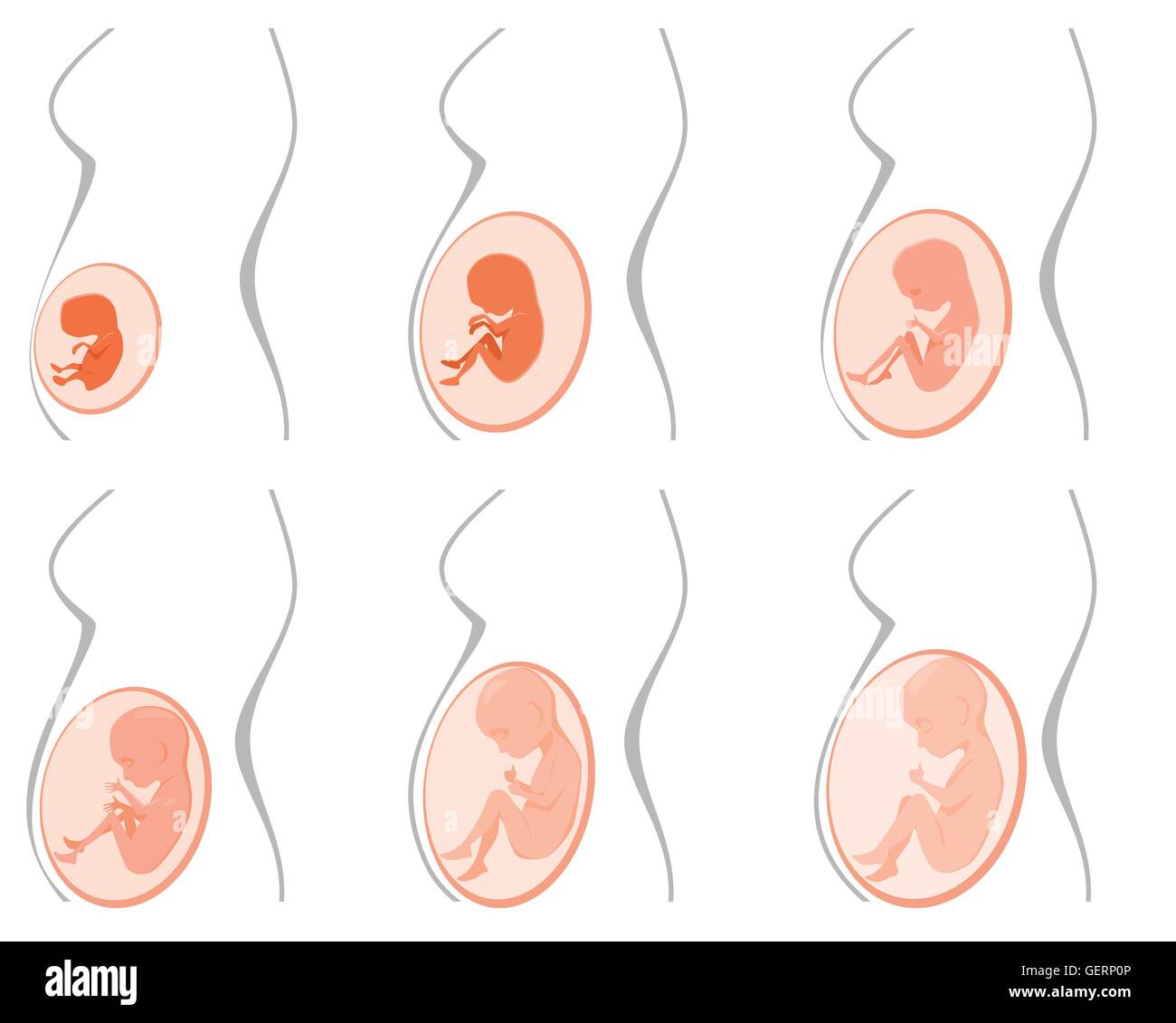 Vector Illustration Of A Six Pregnancy Stages Stock Vector Image And Art