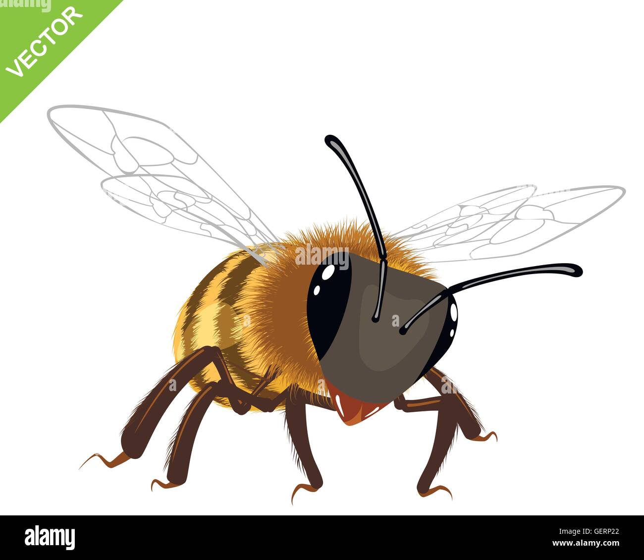 Bumble bee illustration hi-res stock photography and images - Alamy