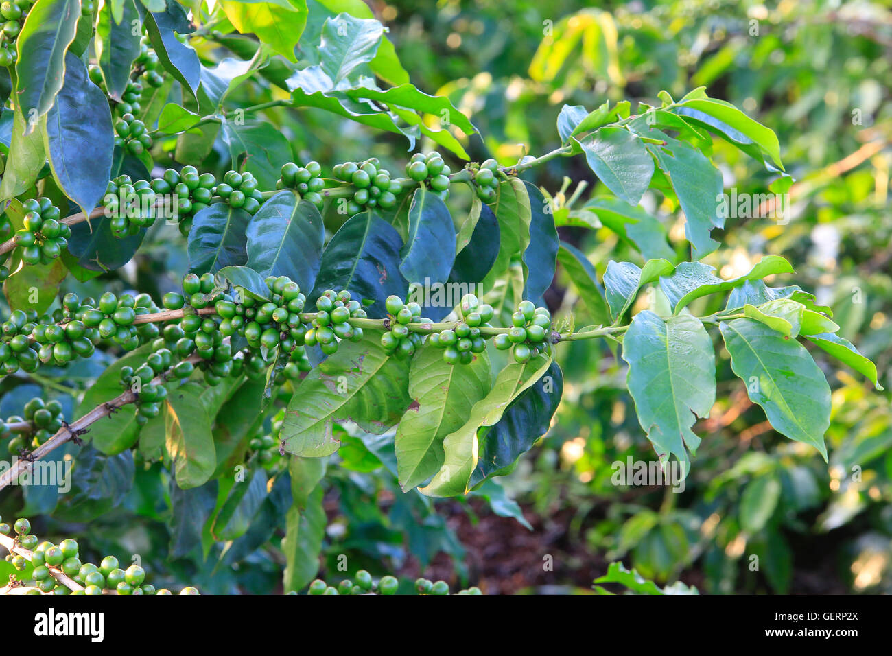 Coffee tree with coffee bean on cafe plantation Stock Photo - Alamy