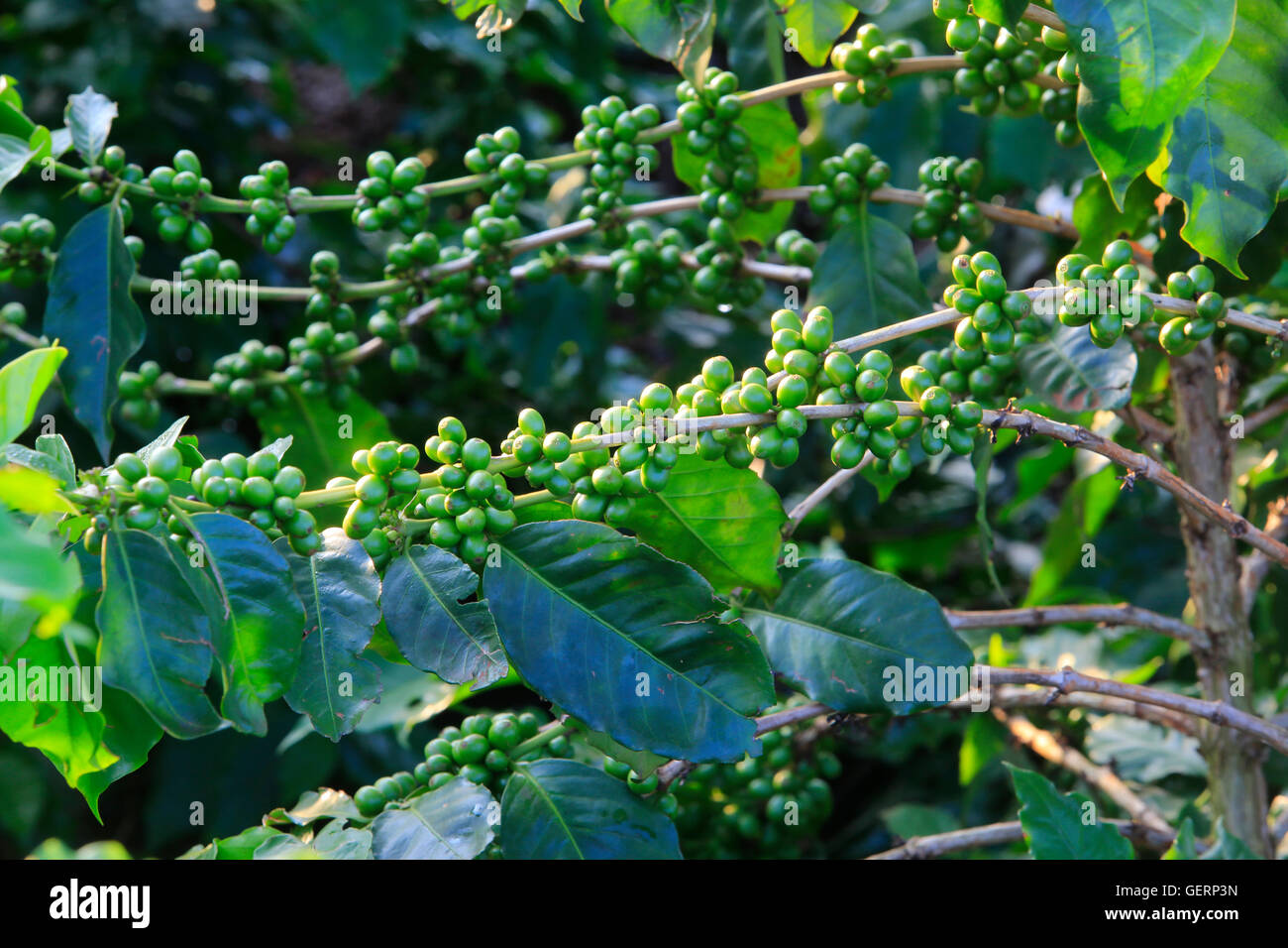 Coffee tree with coffee bean on cafe plantation Stock Photo - Alamy