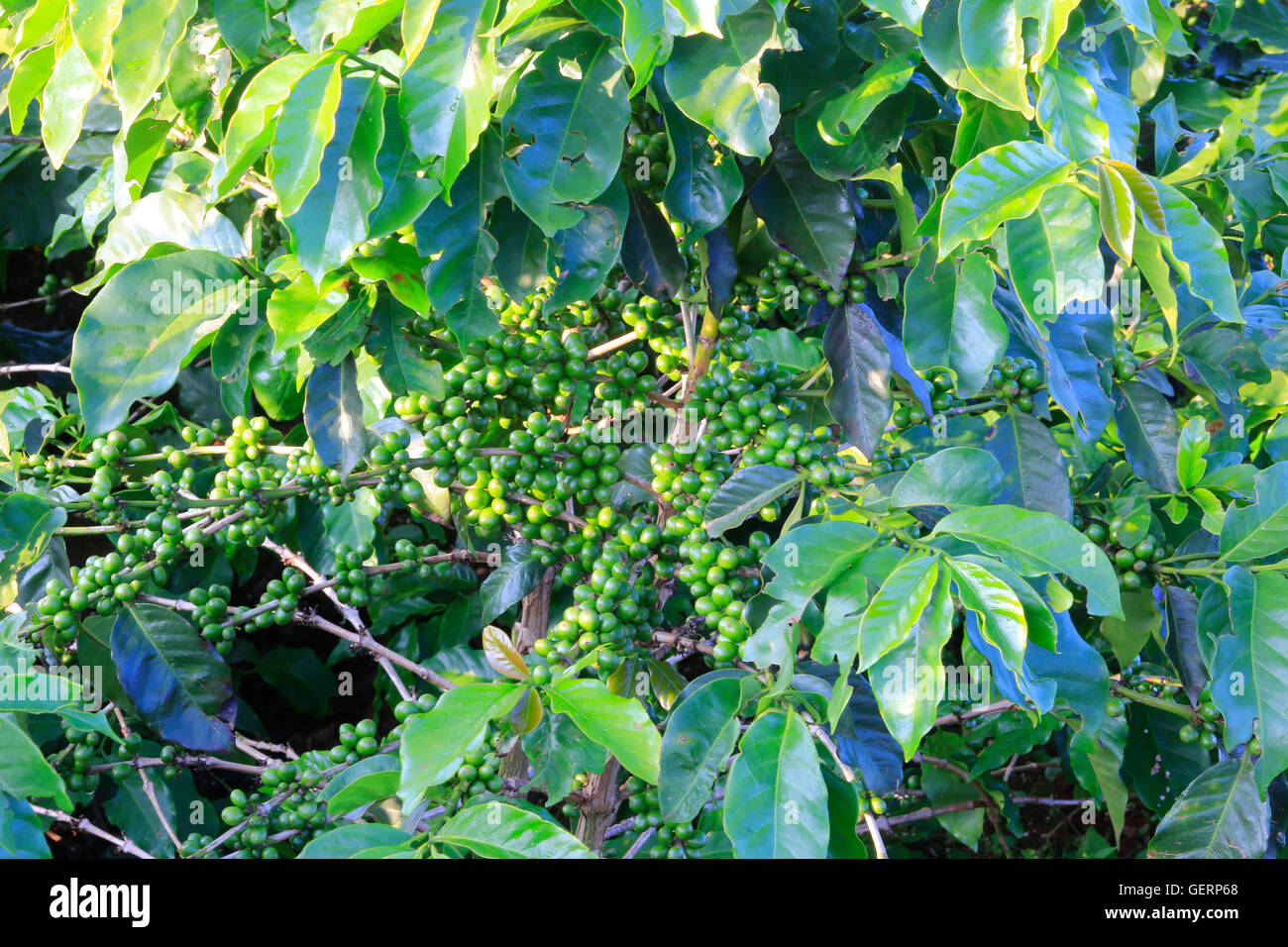 Coffee tree with coffee bean on cafe plantation Stock Photo - Alamy