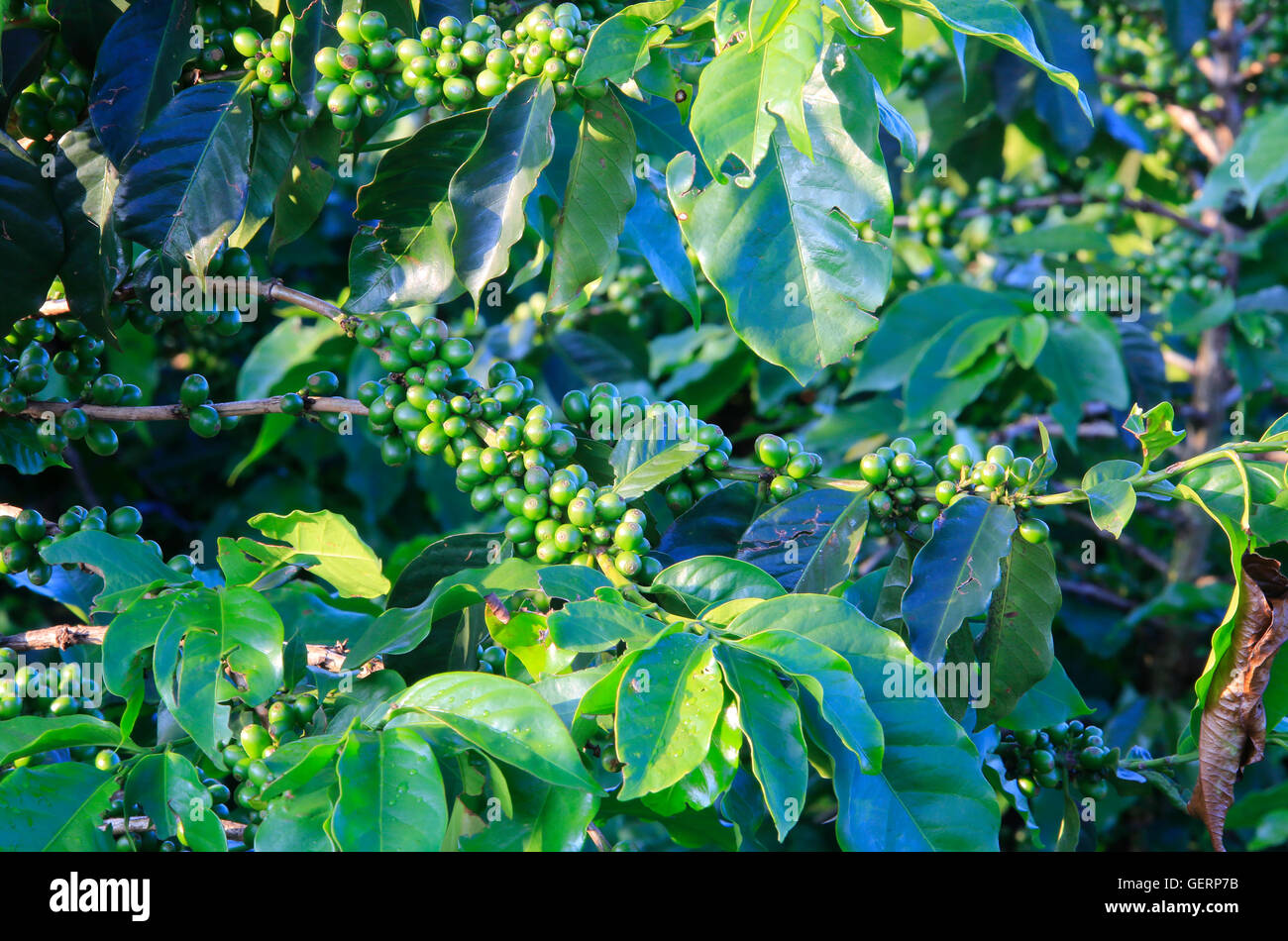 Coffee tree with coffee bean on cafe plantation Stock Photo - Alamy