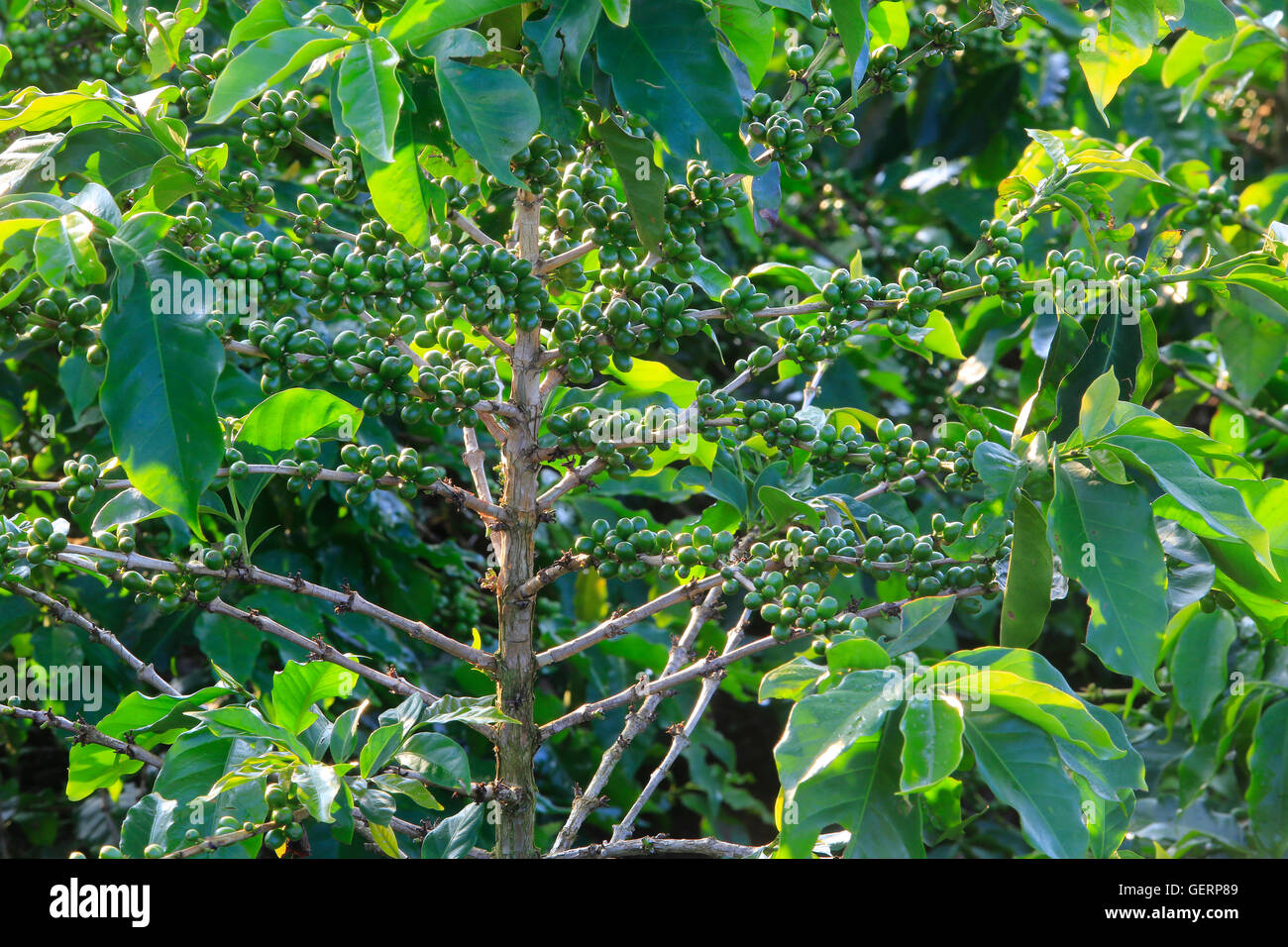 Coffee tree with coffee bean on cafe plantation Stock Photo - Alamy