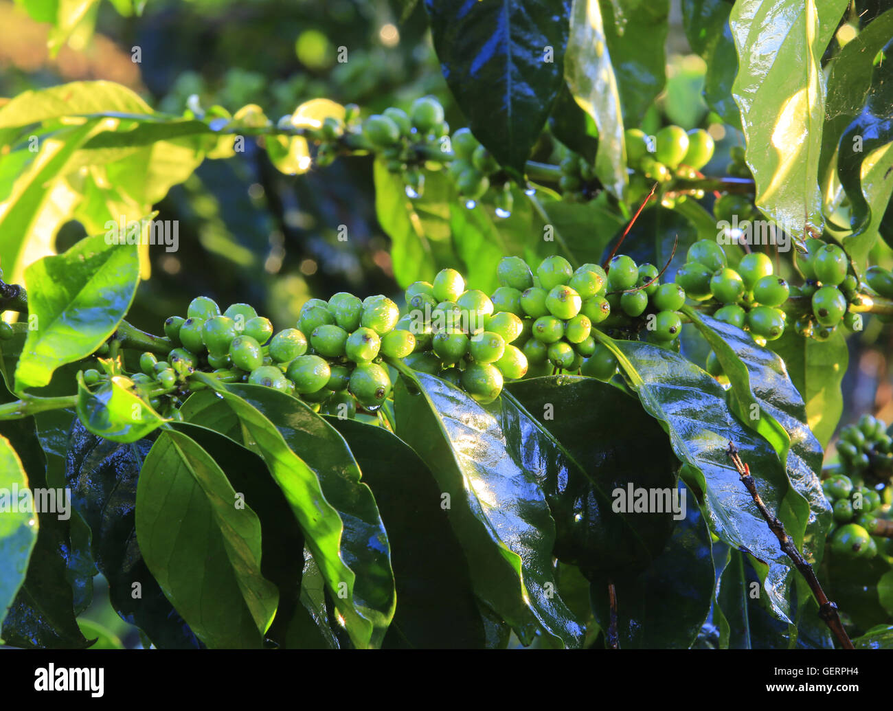Coffee tree with coffee bean on cafe plantation Stock Photo - Alamy