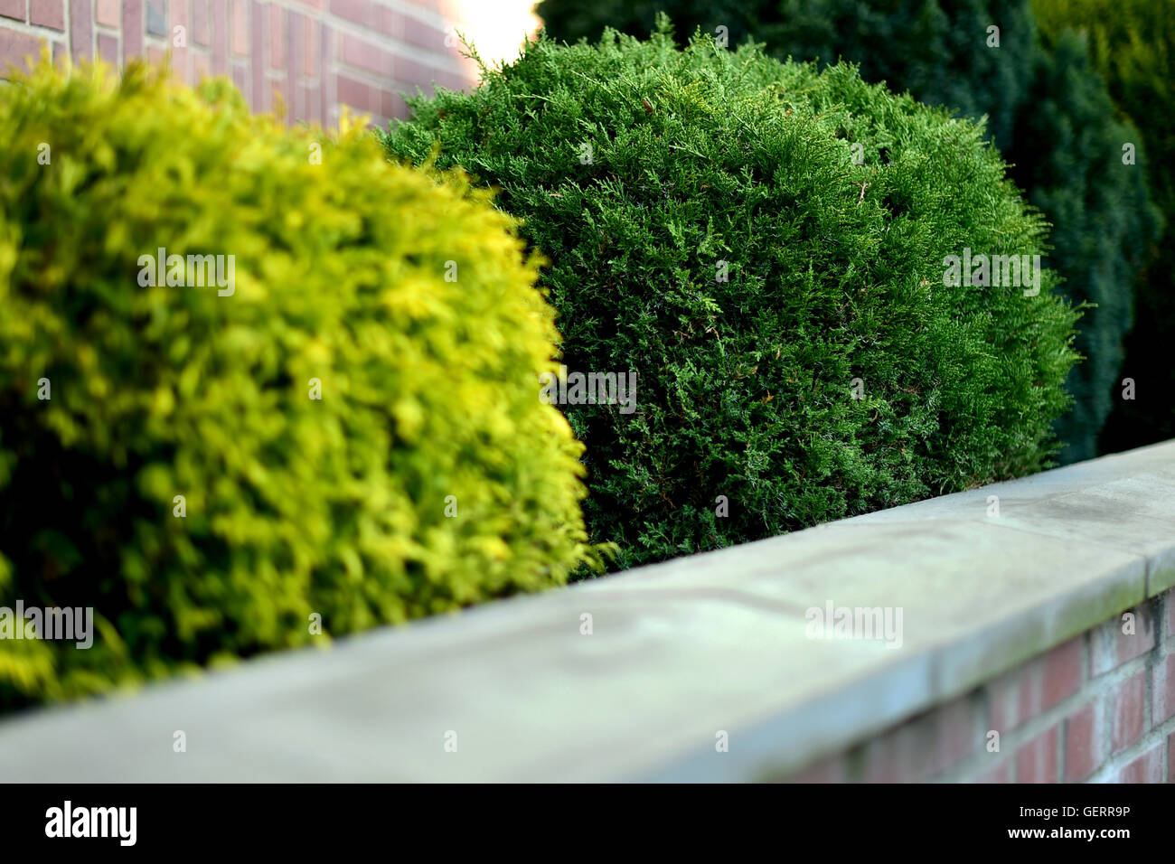 Hannover, Germany, bushes in a garden Stock Photo - Alamy