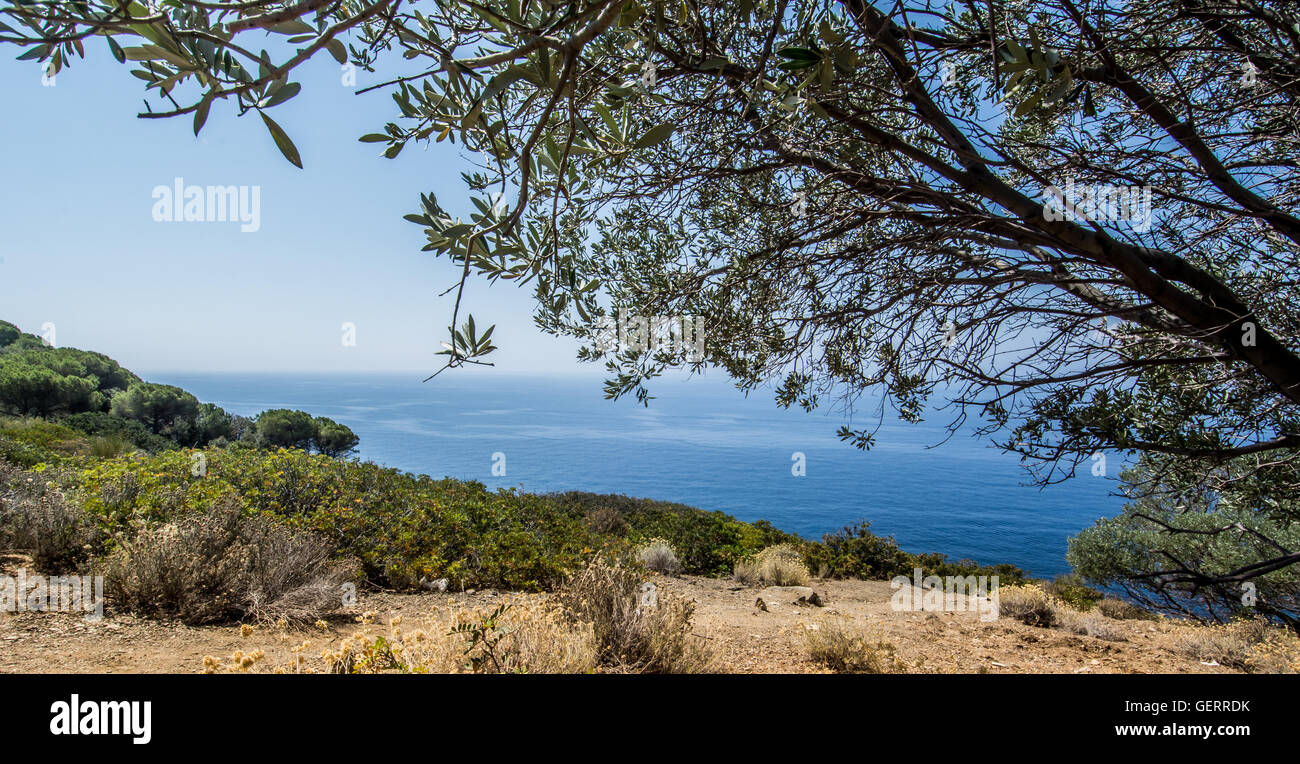Olive tree thassos greece hi-res stock photography and images - Alamy