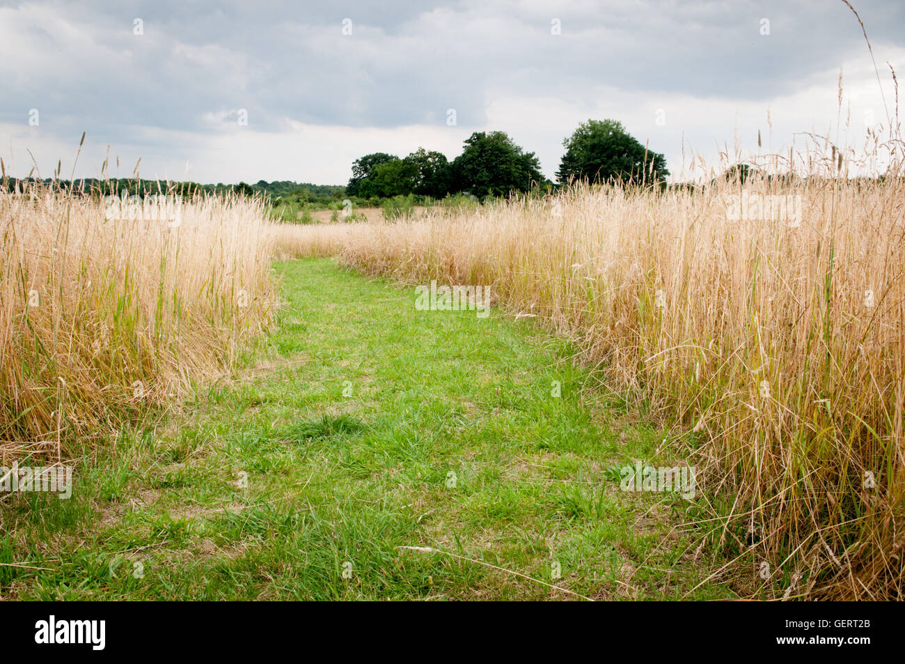 Long tall grass hi-res stock photography and images - Alamy