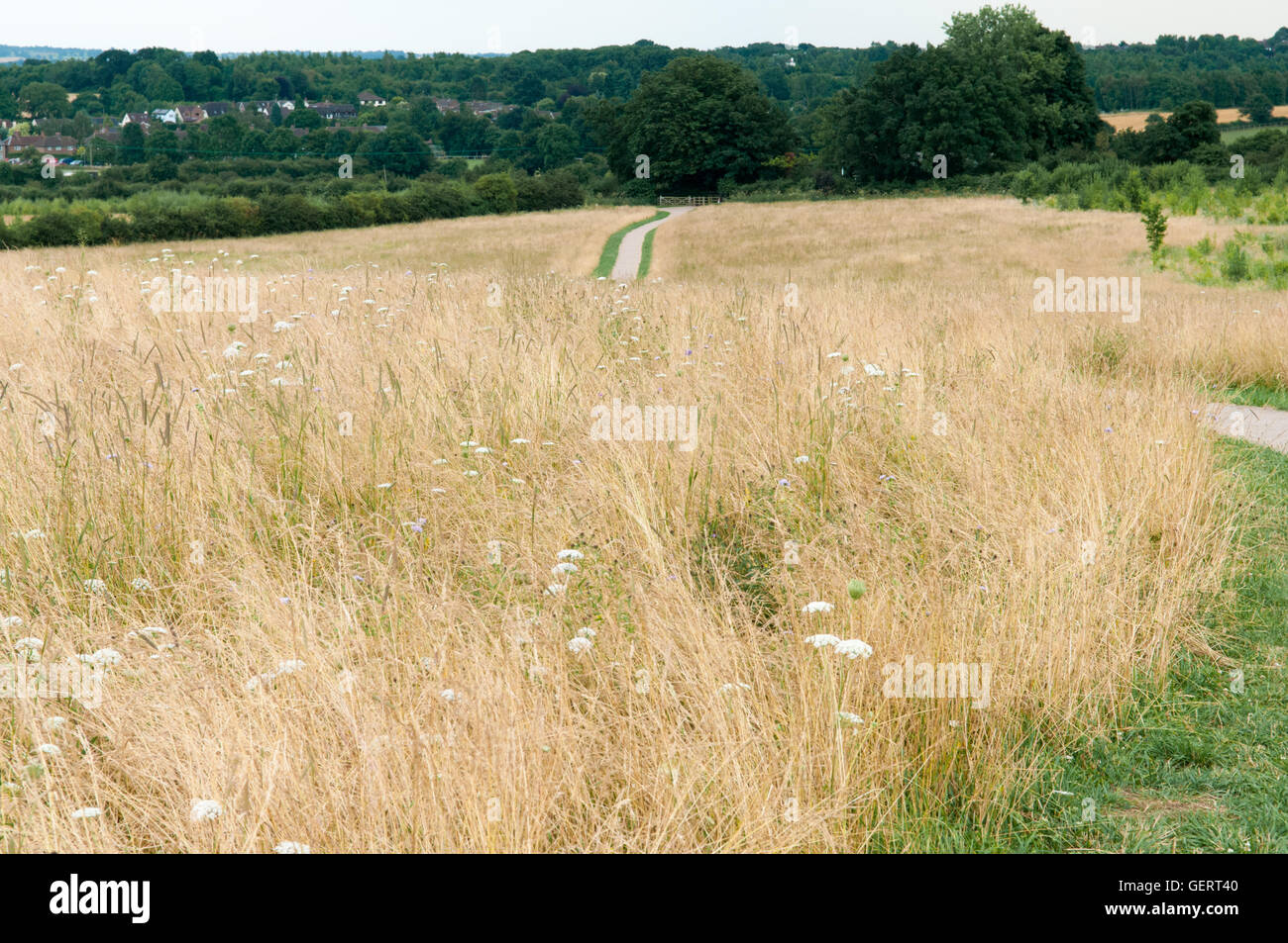 Winding path through long, tall grass in a sunny summer meadow Stock ...