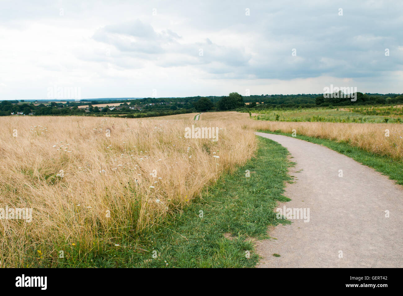 Winding path through long, tall grass in a sunny summer meadow Stock ...