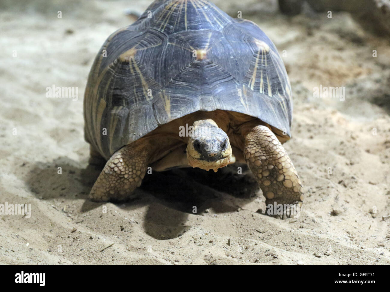 Portraet frontal hi-res stock photography and images - Alamy