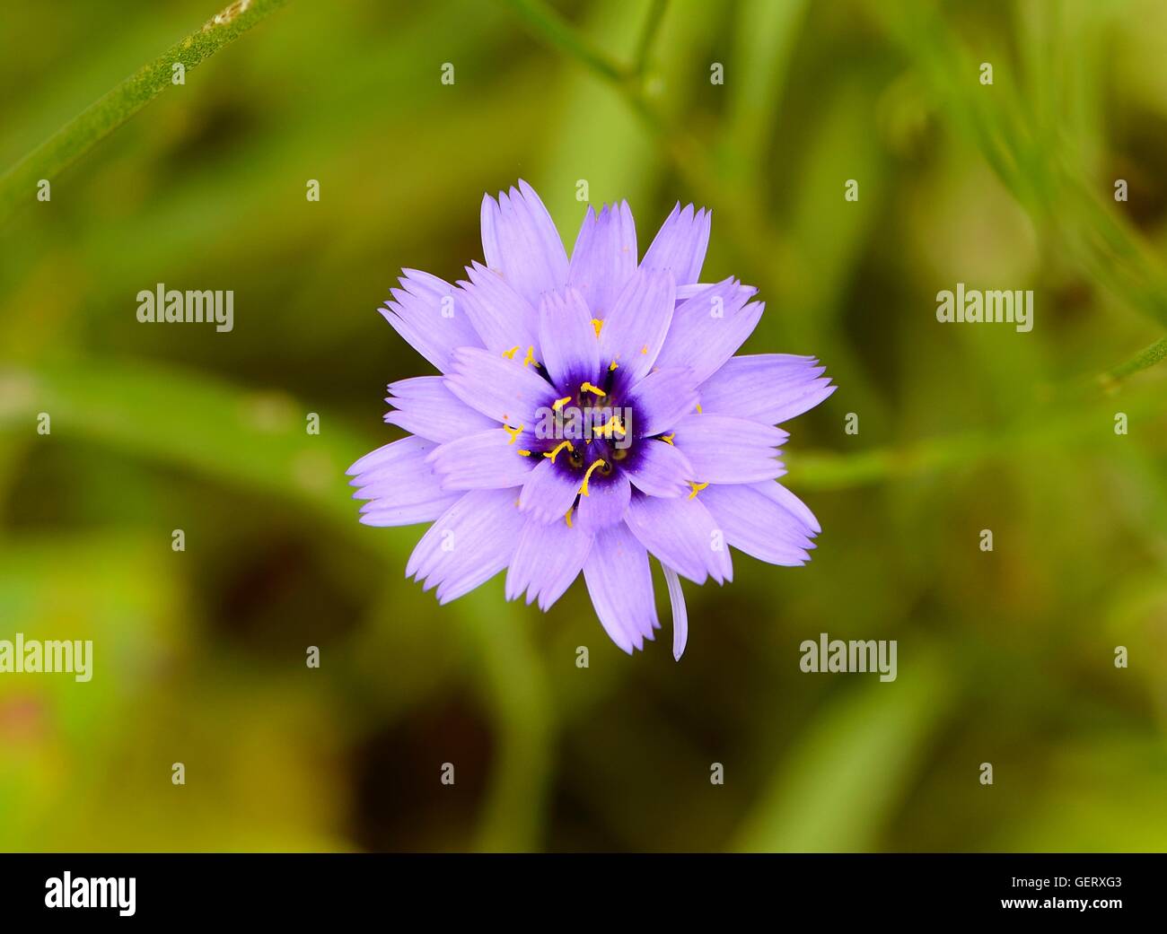 Catananche caerulea hi-res stock photography and images - Alamy