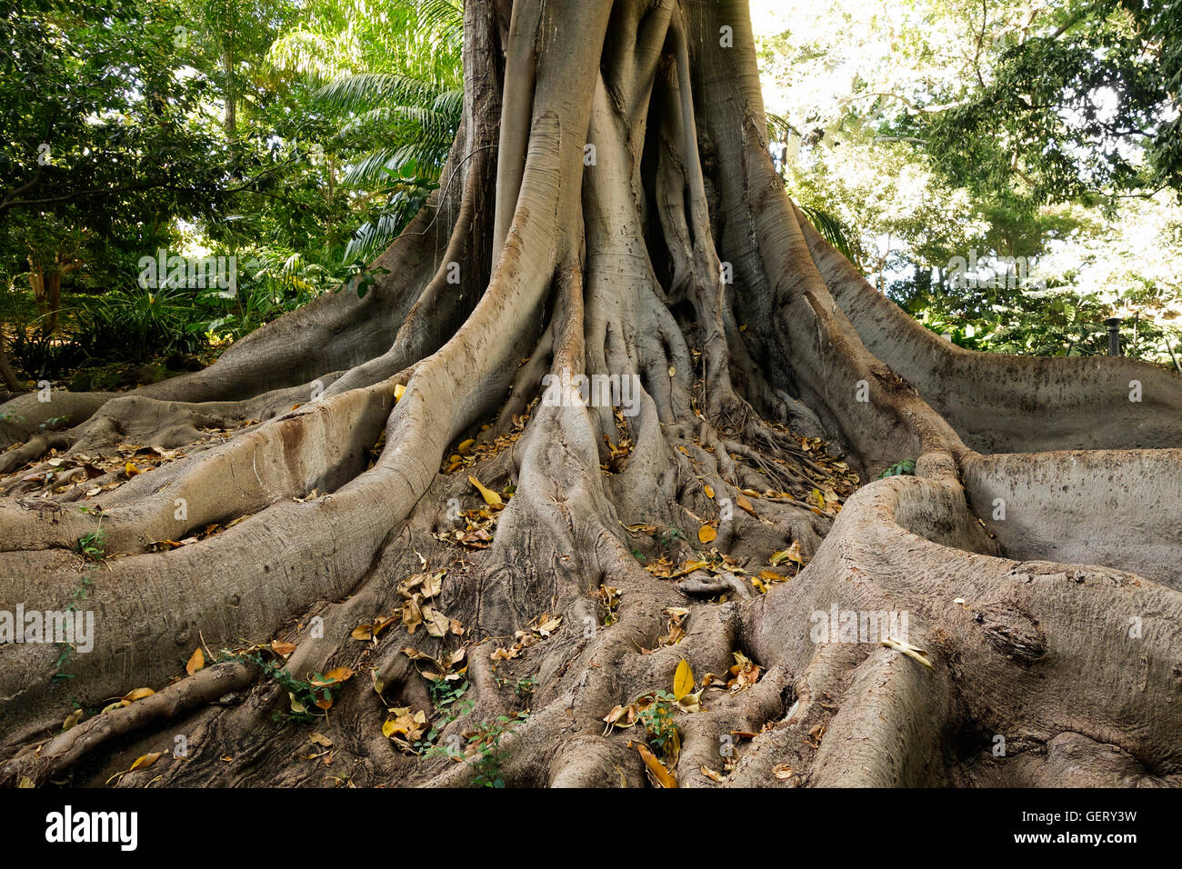 Roots of a Moreton Bay fig, Australian banyan Ficus, macrophylla ...