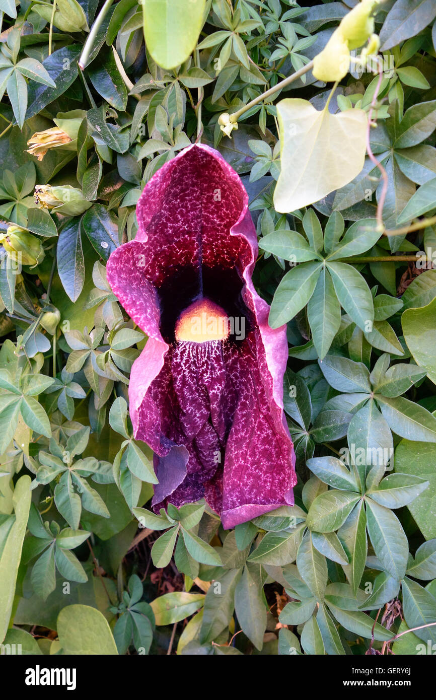 Aristolochia gigantea, flowering, Giant Dutchman's Pipe, ornamental ...
