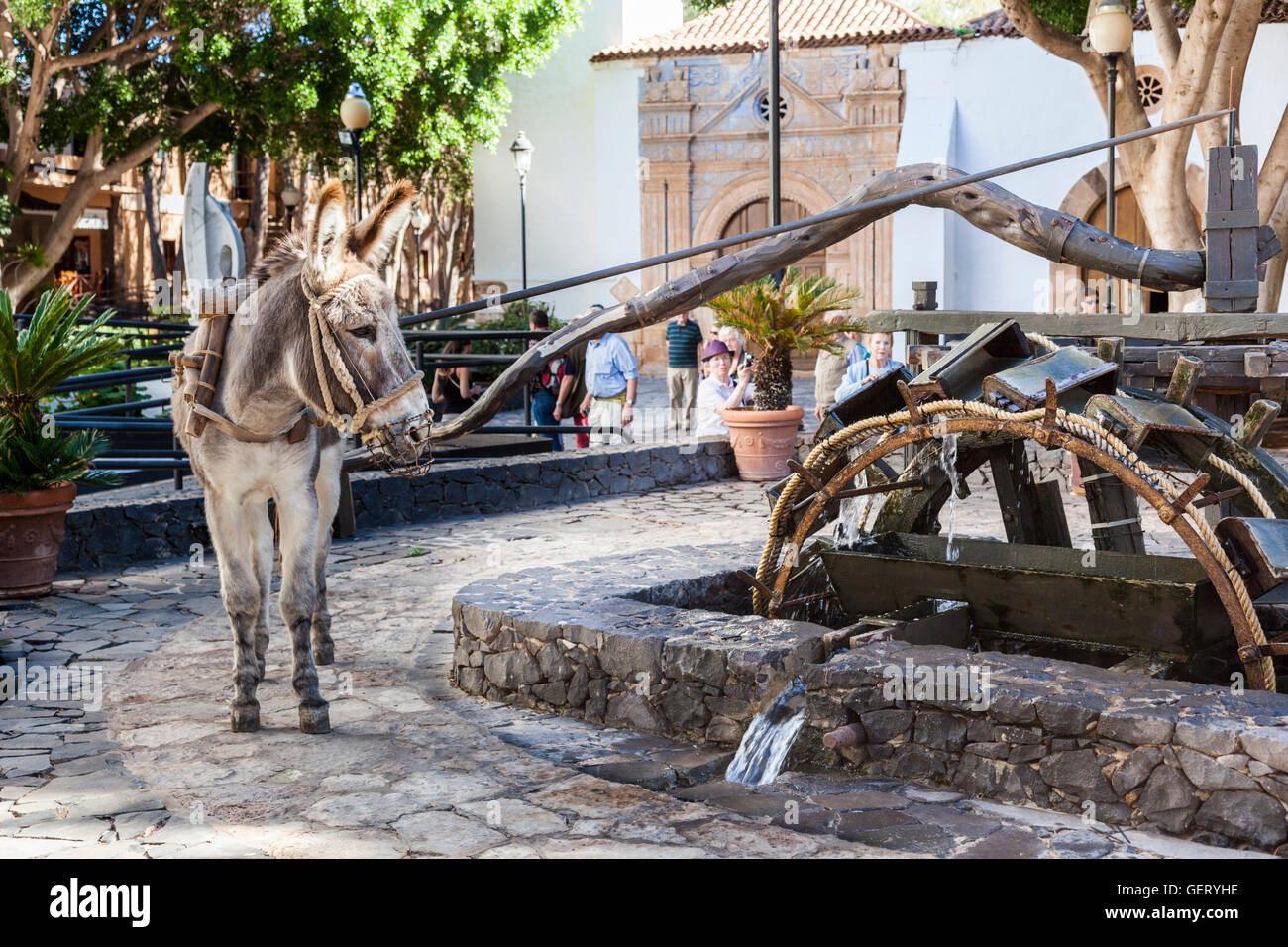 The water wheel powered by a donkey in the square at Pajara on the ...