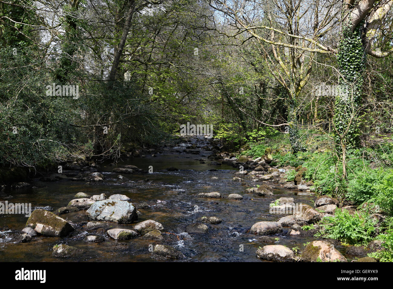 River avon trees water hi-res stock photography and images - Alamy