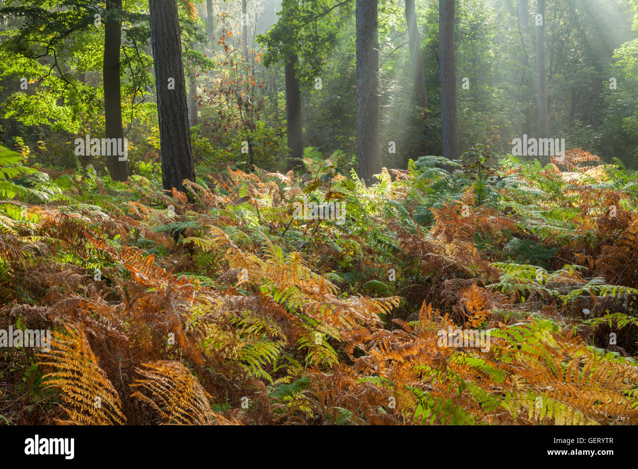 Sunlight filtering through the trees of Harlestone Firs near ...