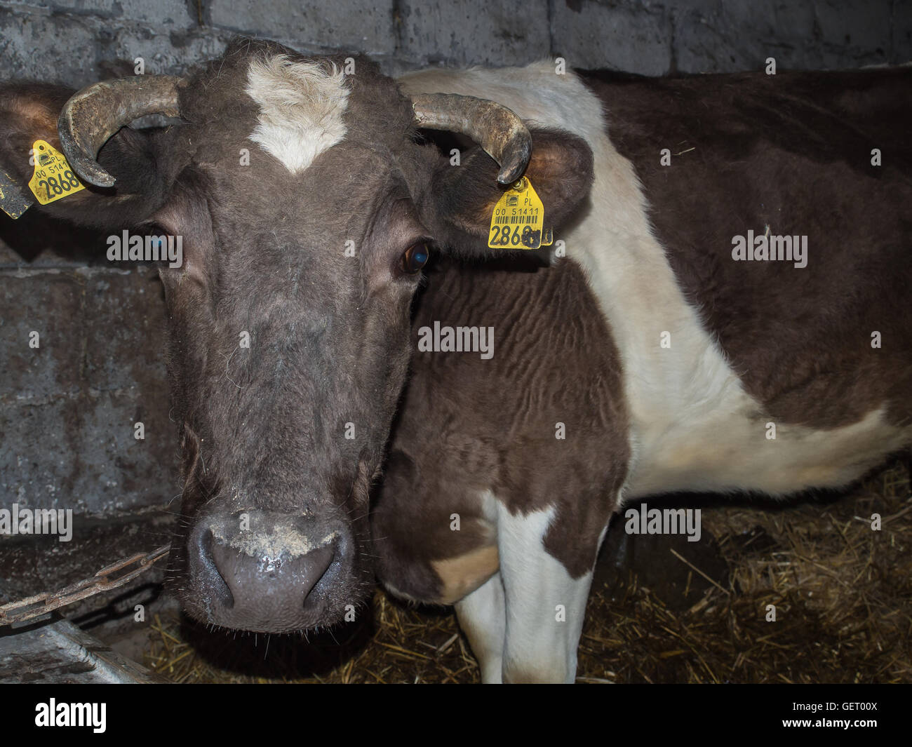 Milky cow hi-res stock photography and images - Alamy