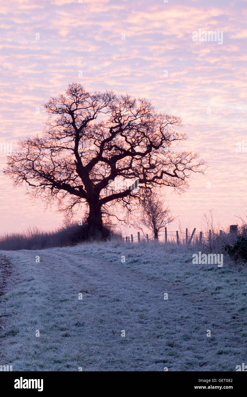 The skeletal form of an oak tree silhouetted against a dawn sky Stock ...