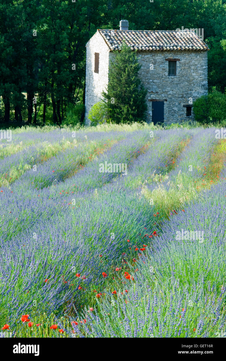A solitary barn in a field of lavender in Provence in France Stock ...