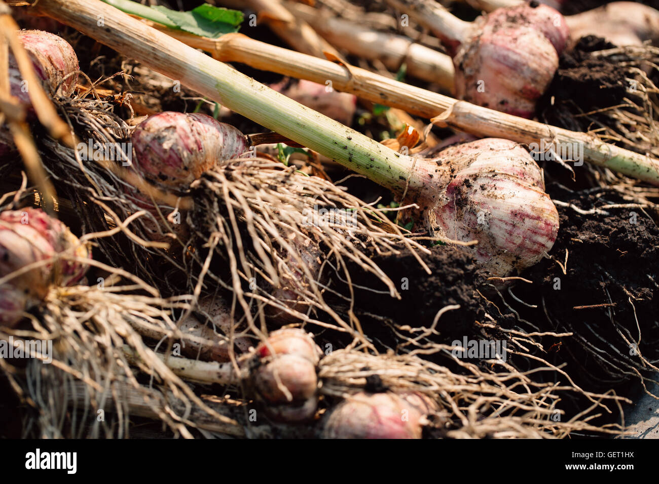 Fresh garlic with roots from the garden background Stock Photo - Alamy