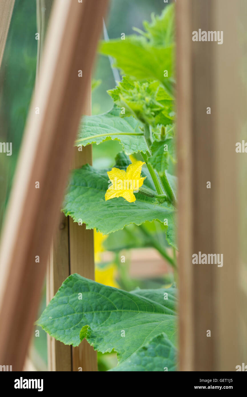 Cucumis sativus hi-res stock photography and images - Alamy