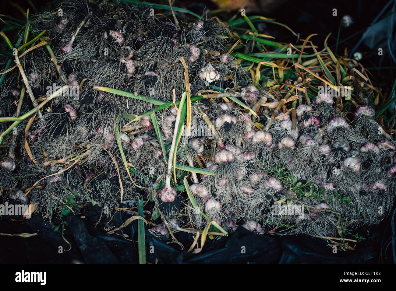 Fresh garlic with roots from the garden background Stock Photo - Alamy