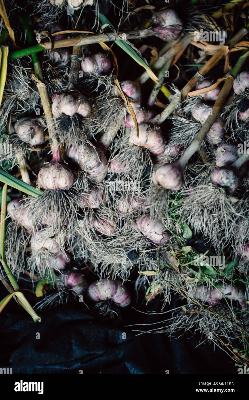 Fresh garlic with roots from the garden background Stock Photo - Alamy