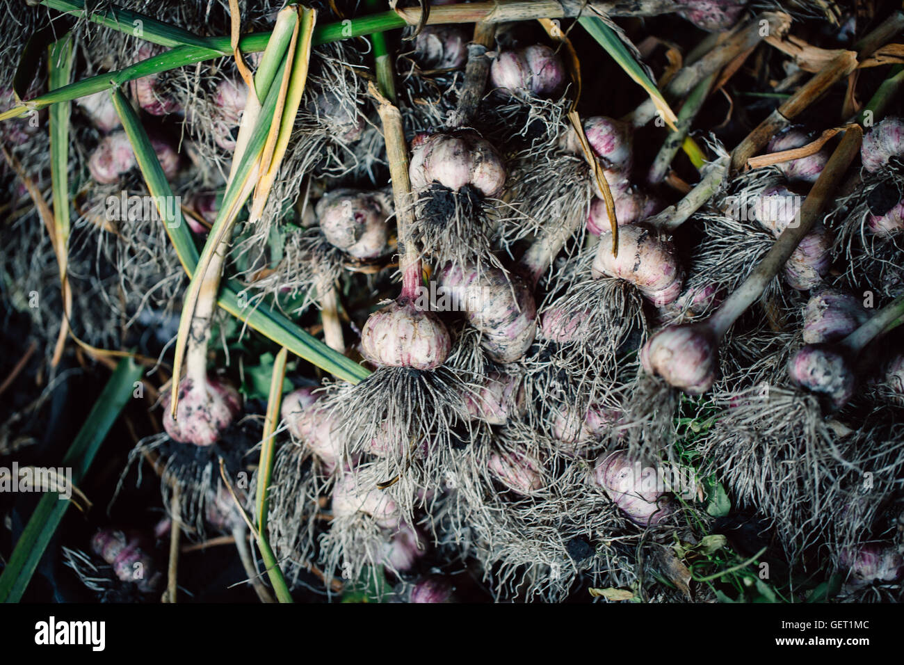 Fresh garlic with roots from the garden background Stock Photo - Alamy