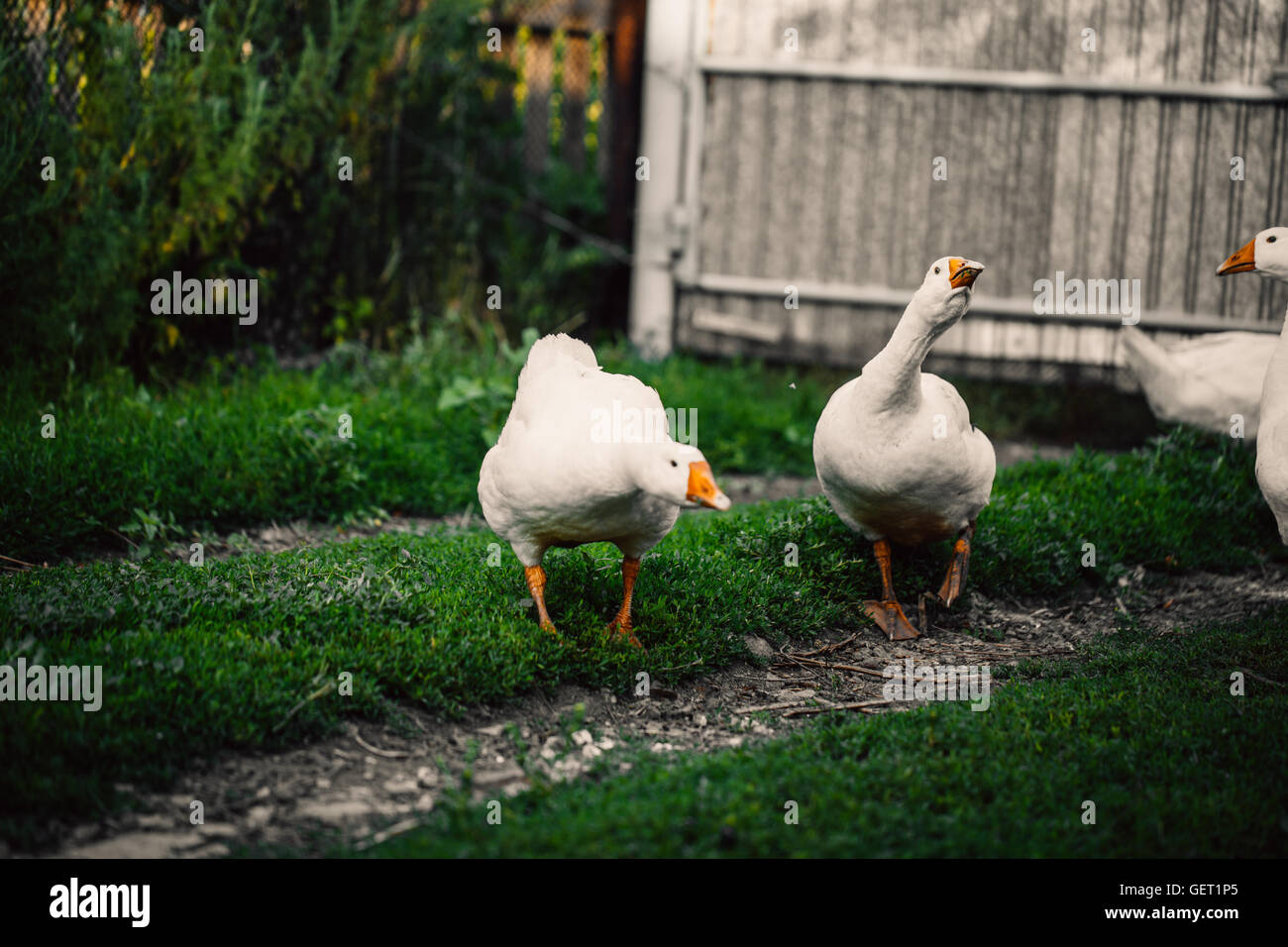Duck walking angry hi-res stock photography and images - Alamy