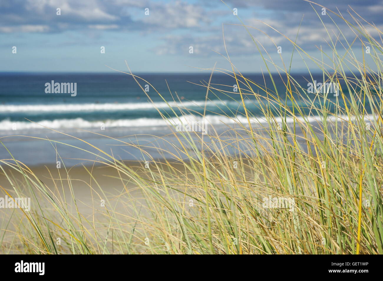 Beach bushes hi-res stock photography and images - Alamy